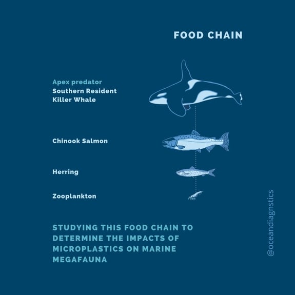 Do Microplastics Accumulate in Killer Whales?