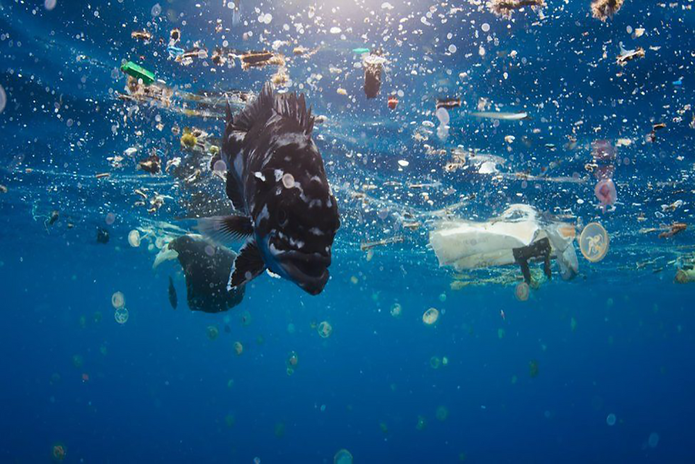 From oceans to humans: the potential health effects of microplastics